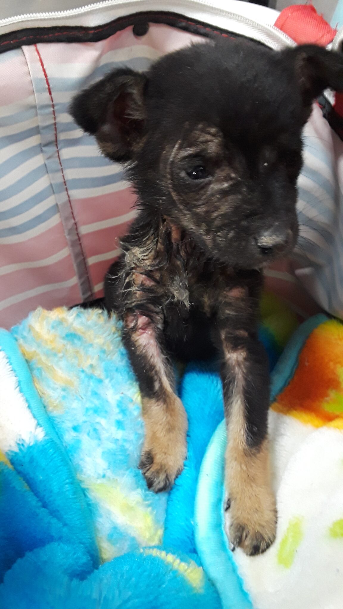 $500 - $1,000 donation - will help pay for major surgery for a dog that ...